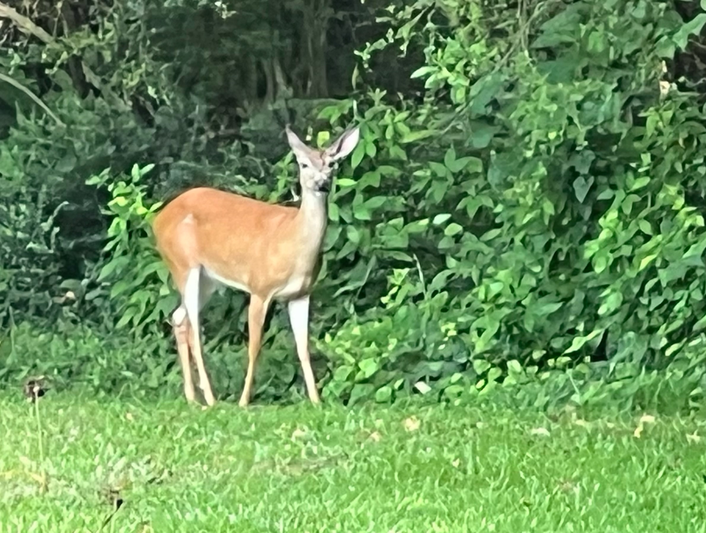 Guests - Pause with Chris Maxwell